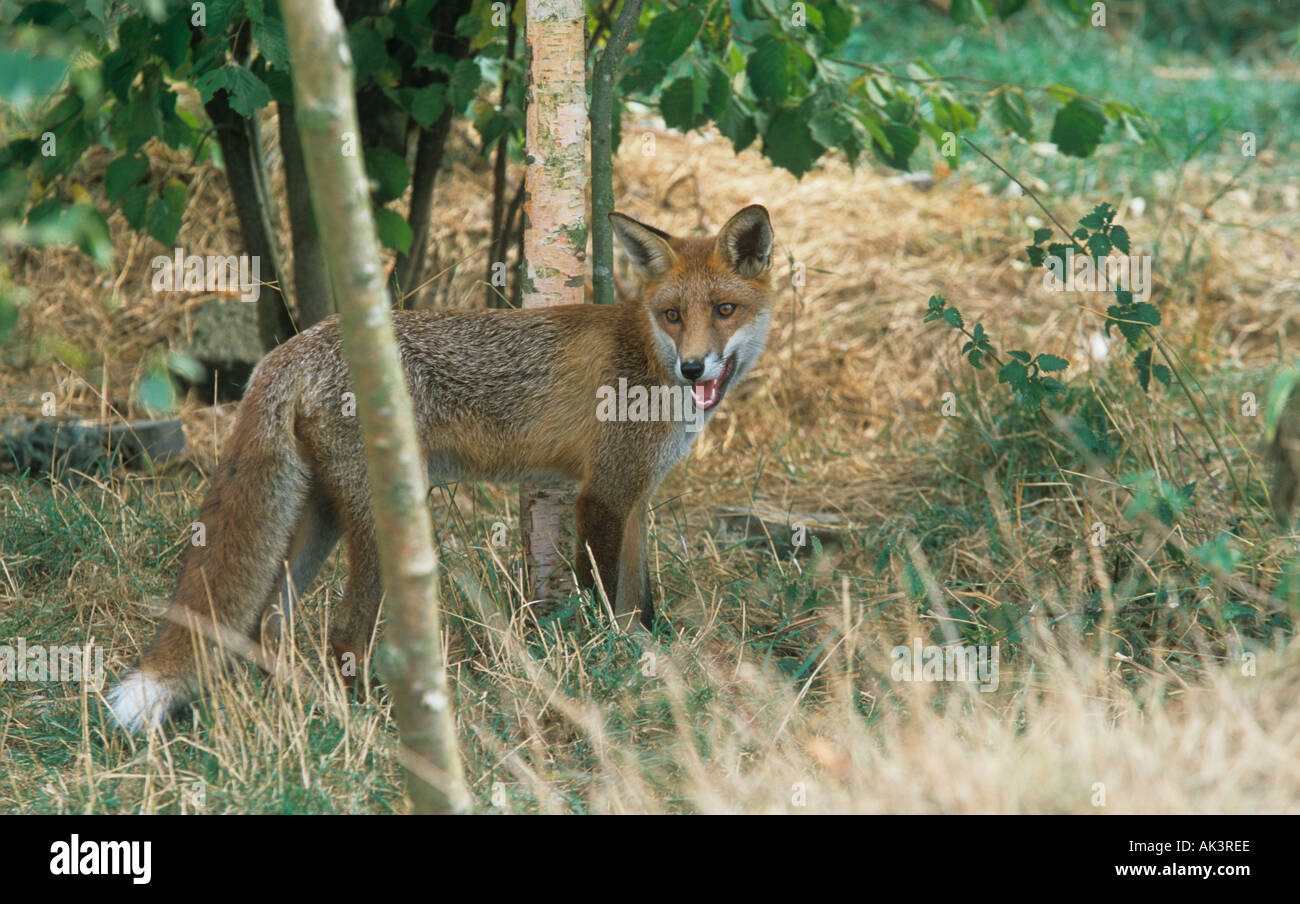 Red fox watching rabbits hi-res stock photography and images - Alamy