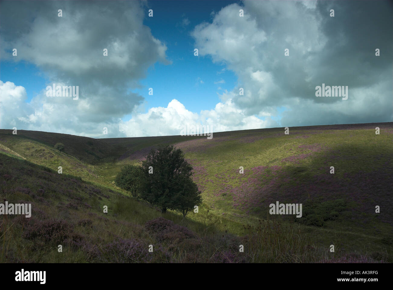 Lone tree and heather on Exmoor National Park, Somerset Stock Photo - Alamy