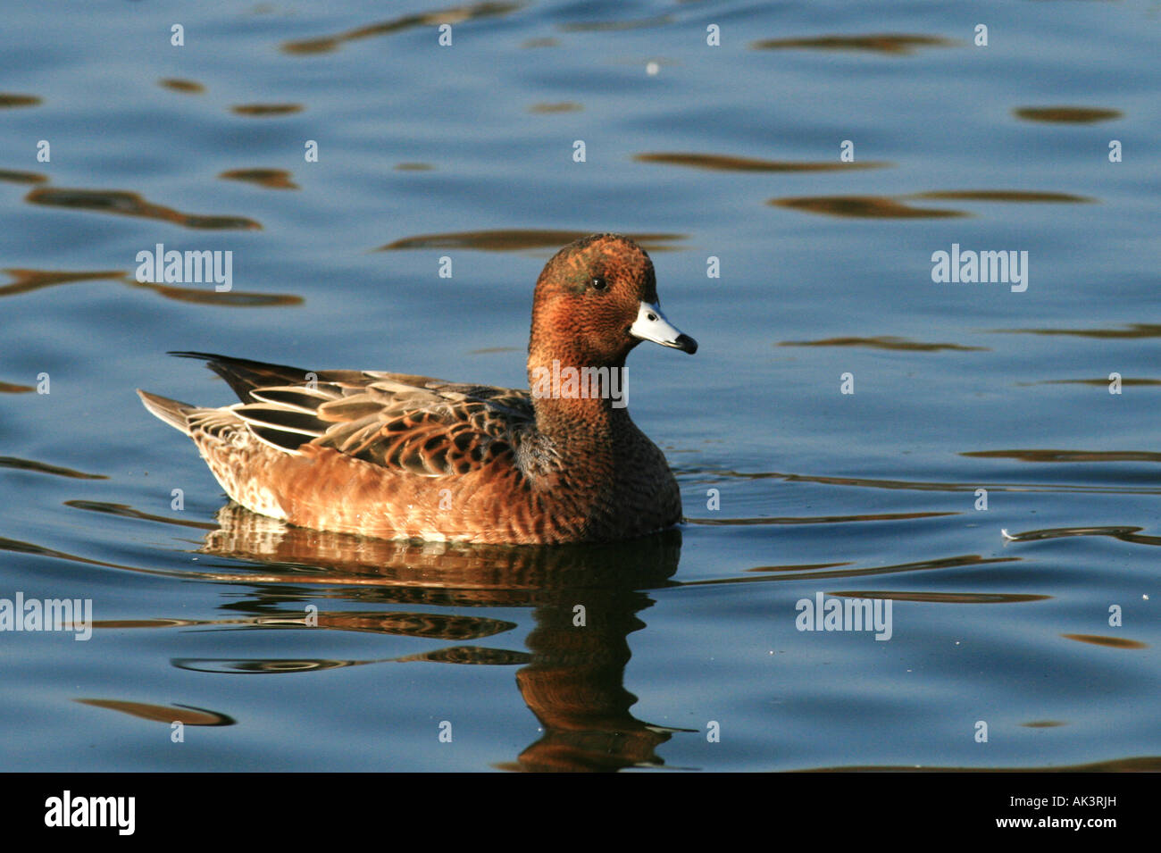Female Wigeon Duck (Anas penelope Stock Photo - Alamy