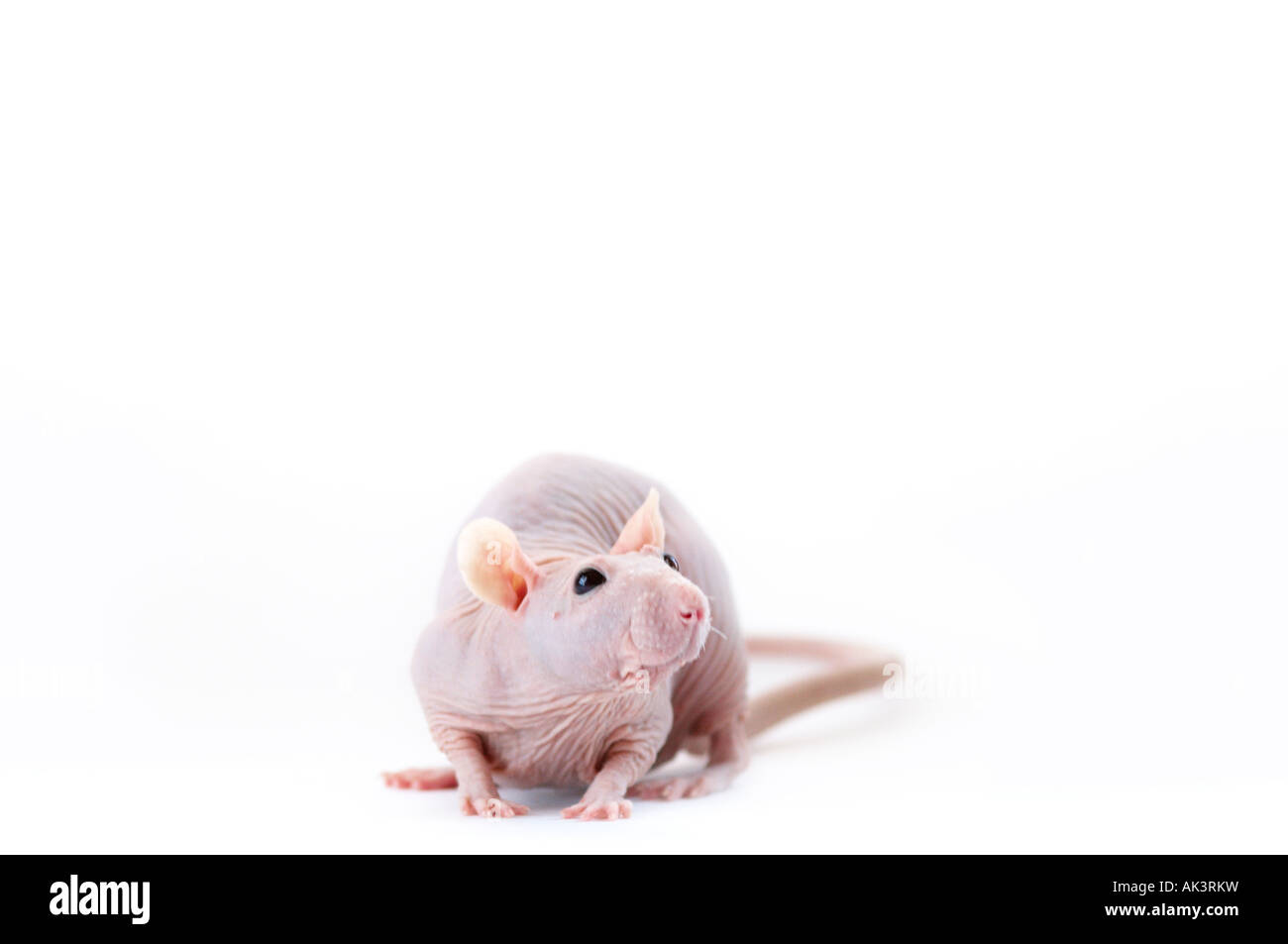 Amusing hairless rat isolated against white background Stock Photo - Alamy