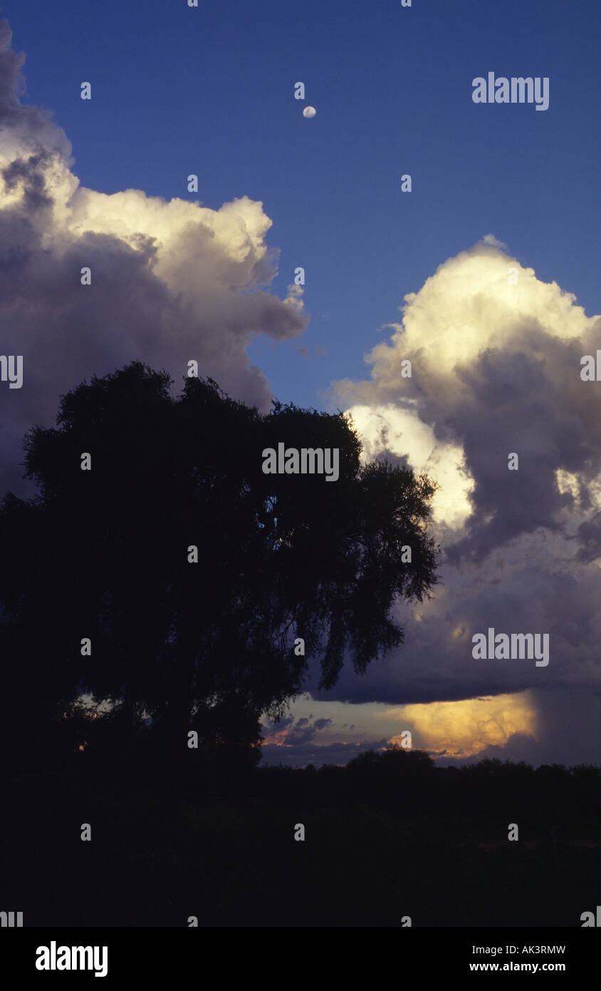 Quebracho tree hi-res stock photography and images - Alamy