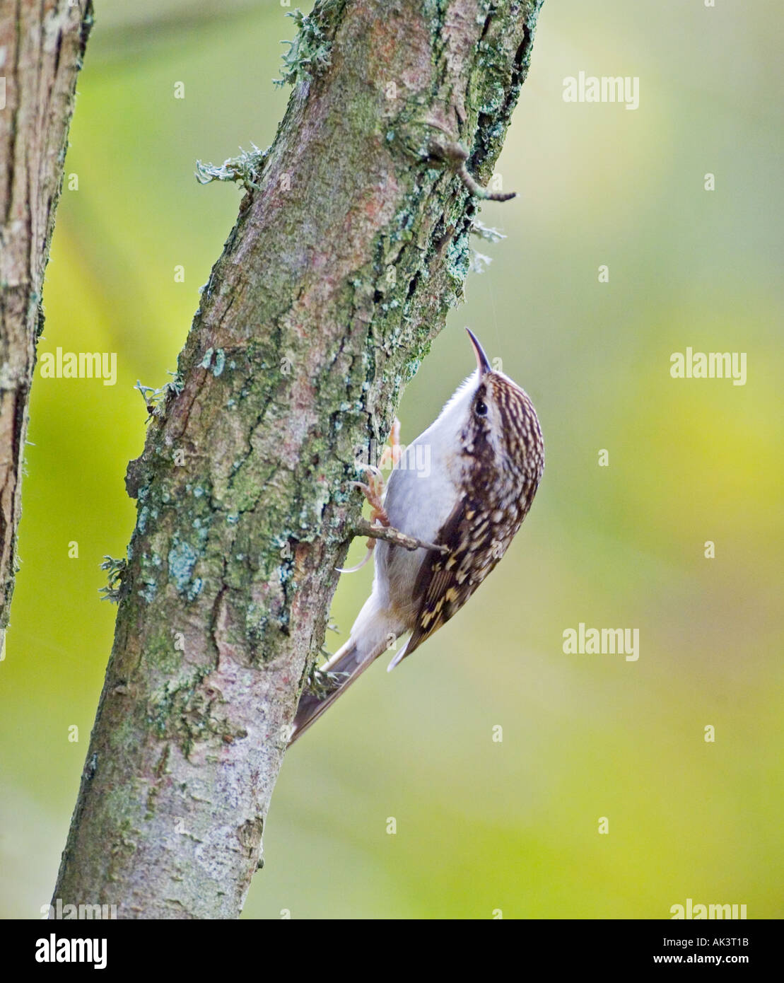 British treecreeper hi-res stock photography and images - Alamy