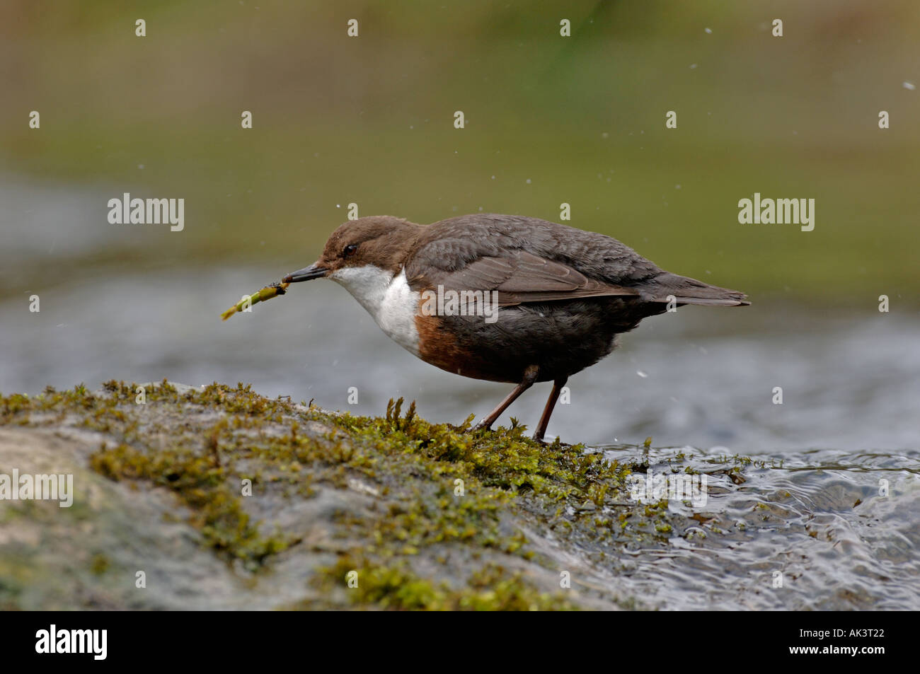 Caddis fly larva hi-res stock photography and images - Alamy
