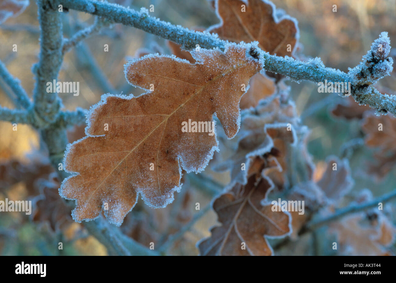 Oak Leaf Quercus robur in Winter Stock Photo - Alamy
