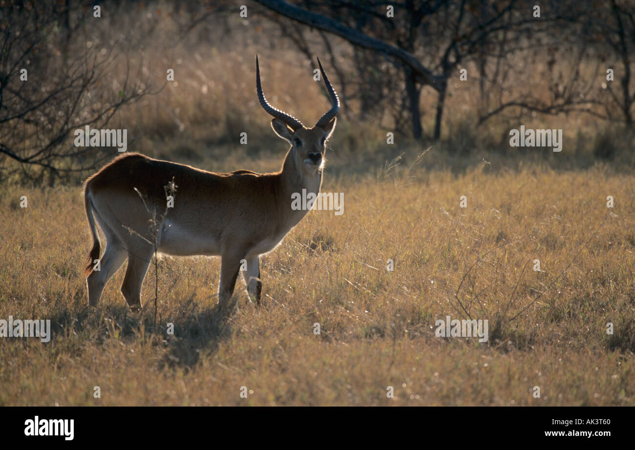 Lechwe, Red Lechwe, or Southern Lechwe Kobus leche Stock Photo - Alamy