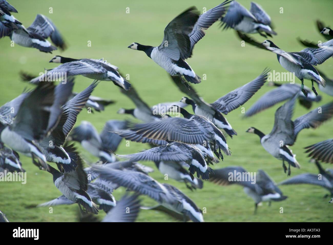 Barnacle Geese Branta leucopsis flock taking flight Caerlaverock ...