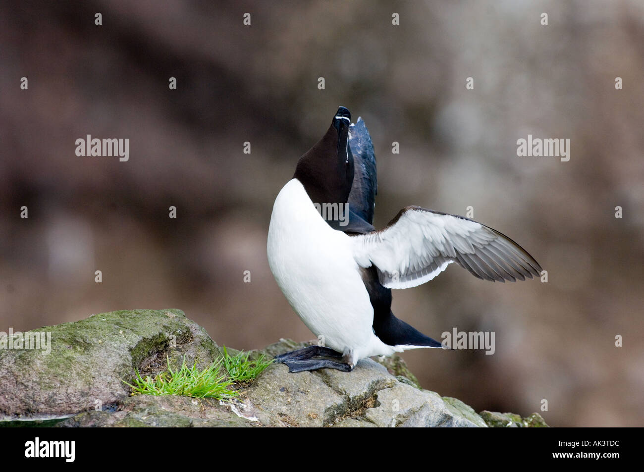 Razorbill Alca torda Fowlsheugh RSPB Reserve Scotland May Stock Photo ...