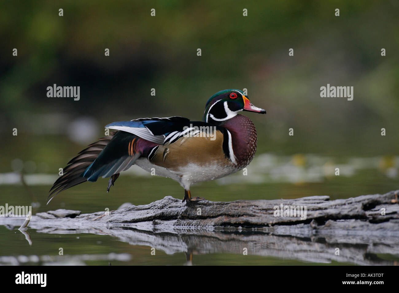 Wood Duck Drake Stretching Stock Photo - Alamy