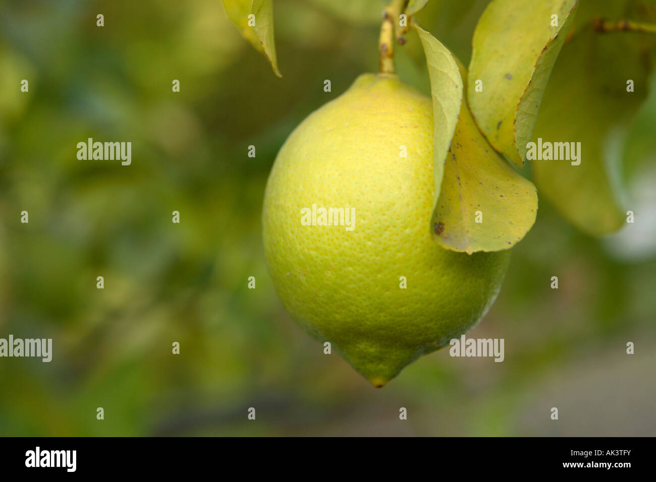 Lemon peel tree hi-res stock photography and images - Alamy