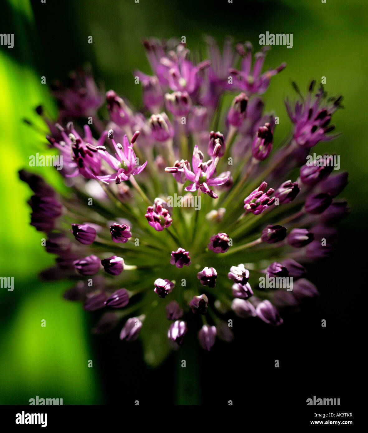 Allium aflatunense hi-res stock photography and images - Alamy