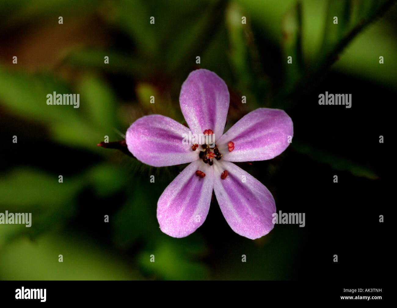 HERB ROBERT (Geranium robertianum Stock Photo - Alamy