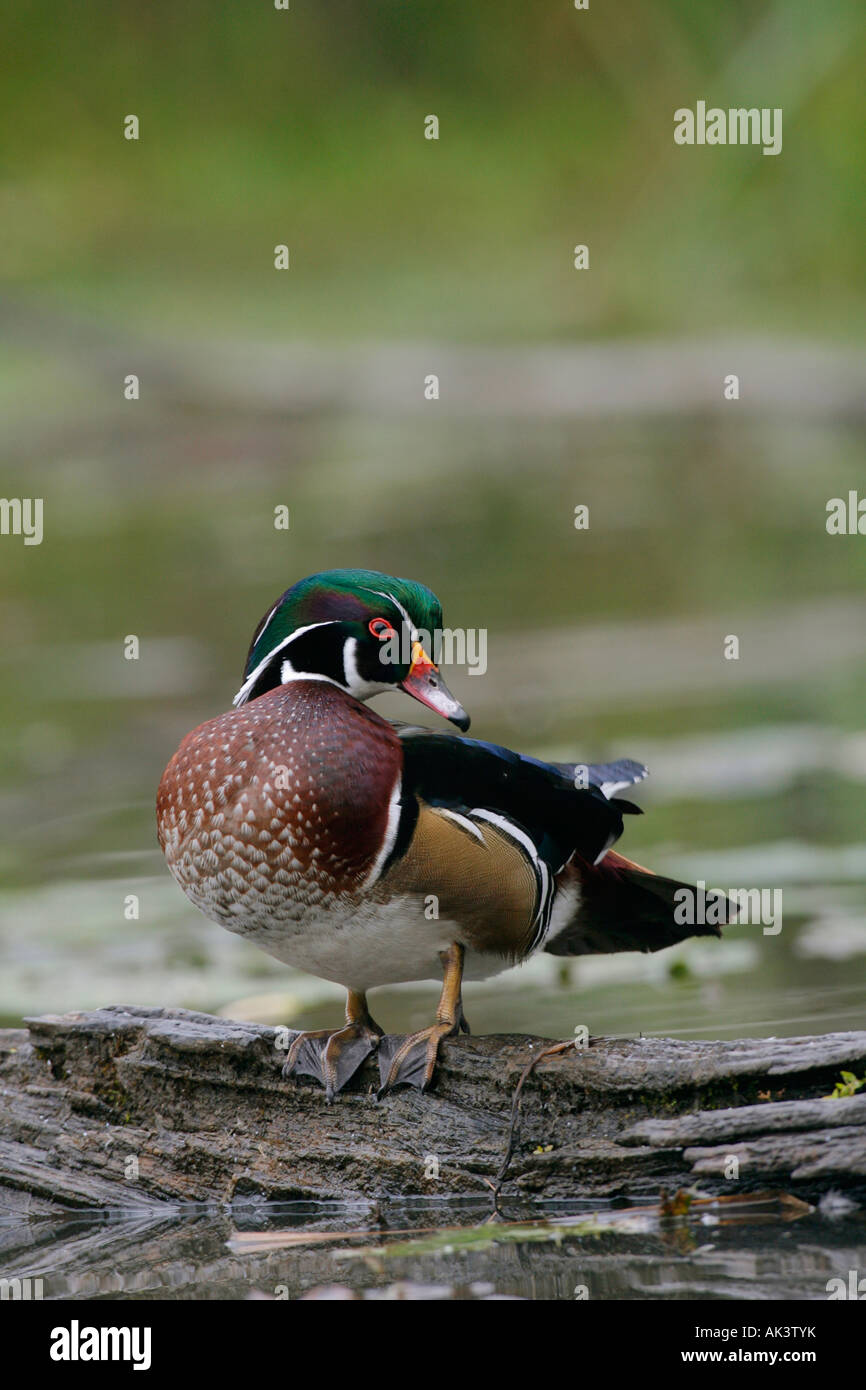 Wood Duck Drake High Resolution Stock Photography and Images - Alamy