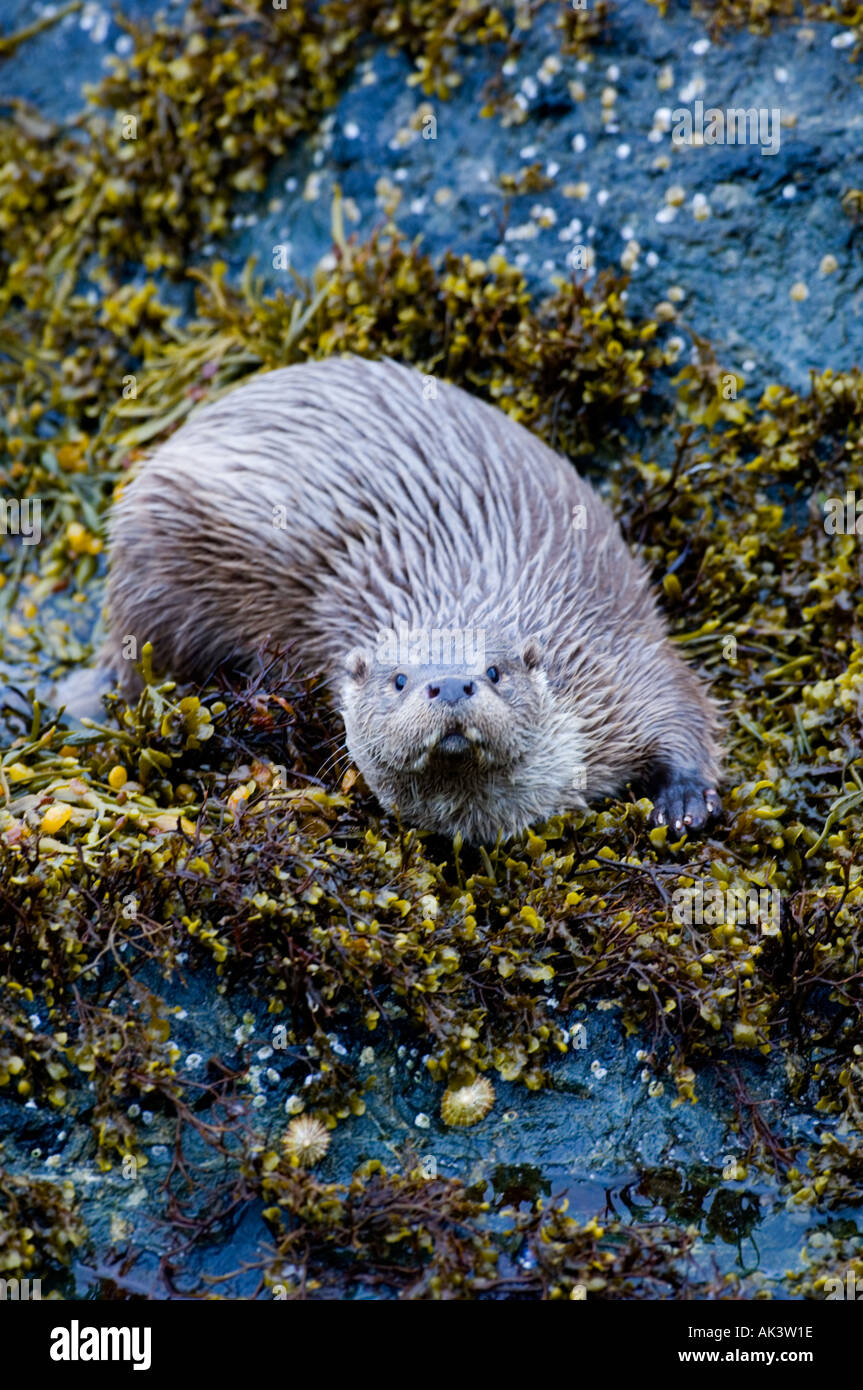 Female sea otters hi-res stock photography and images - Alamy