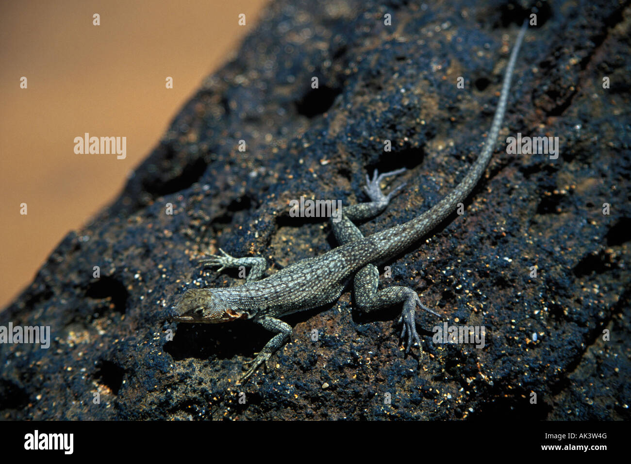 Tropidurus spp hi-res stock photography and images - Alamy