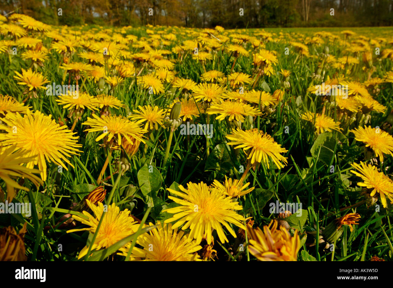 Yellow spring flower field hi-res stock photography and images - Alamy