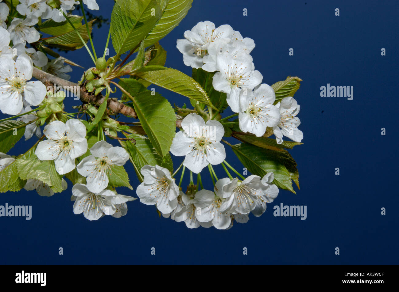 Cherry blossom April Kent Stock Photo - Alamy