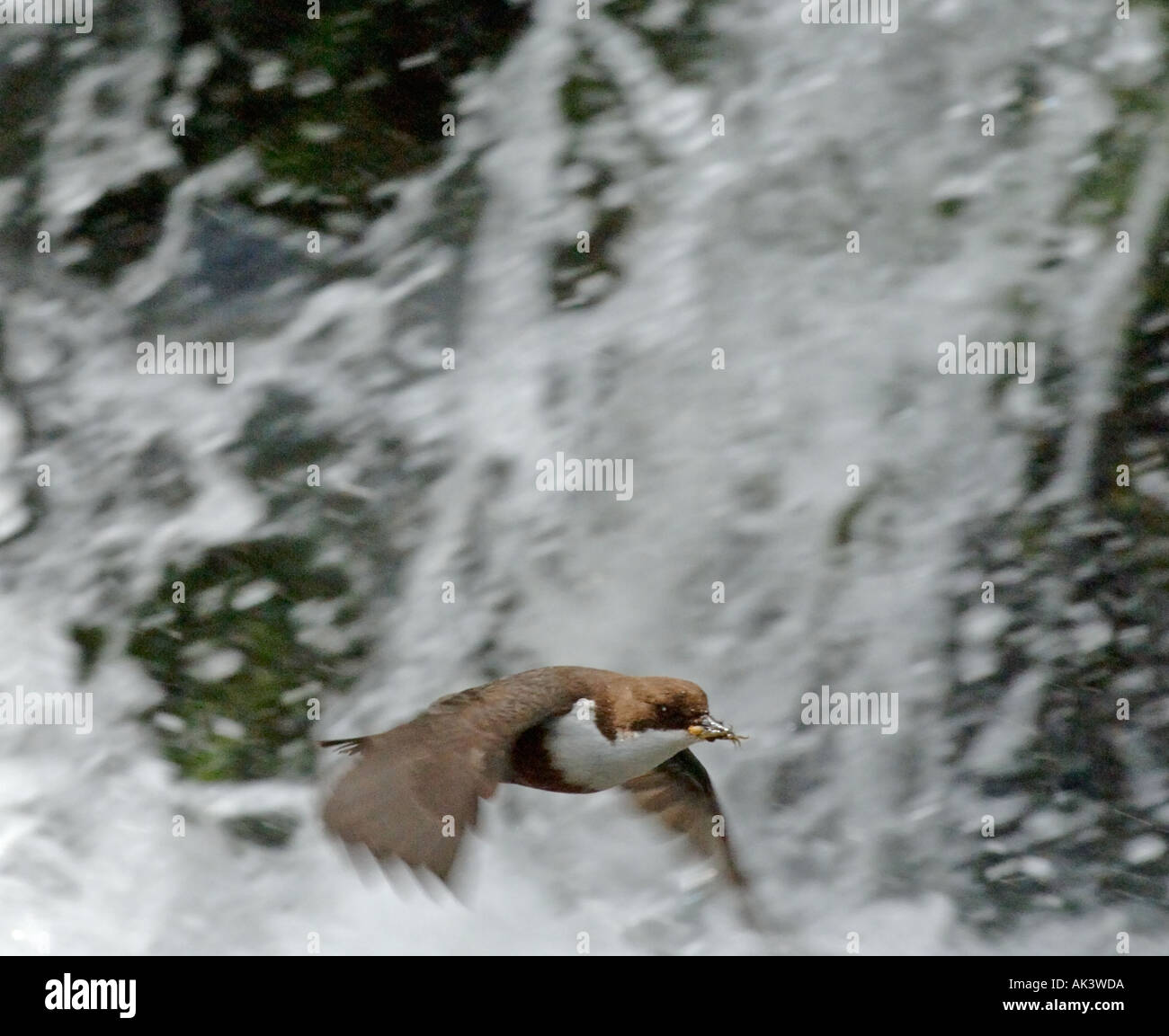 Bird food for dale hi-res stock photography and images - Alamy