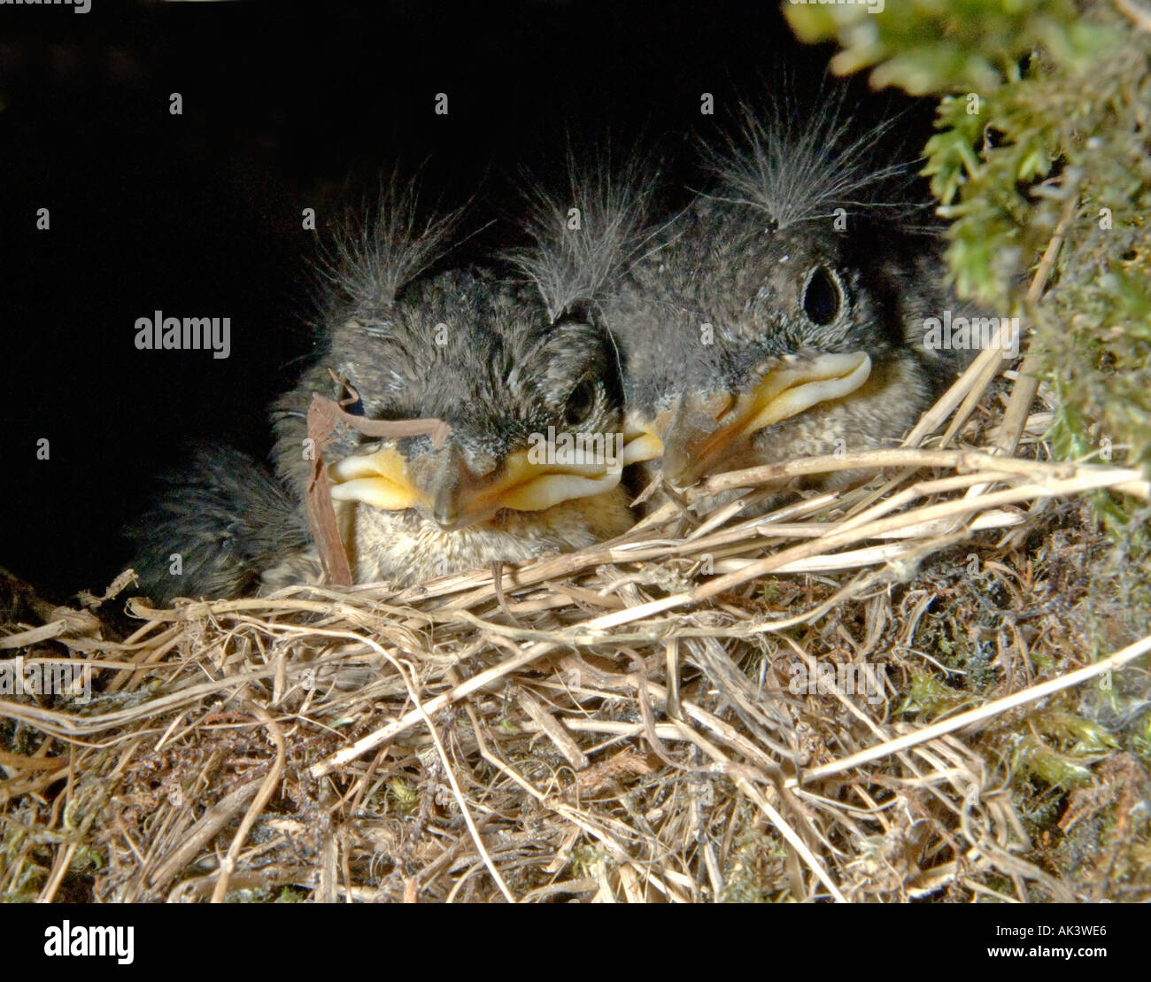 Dipper chick edge hi-res stock photography and images - Alamy