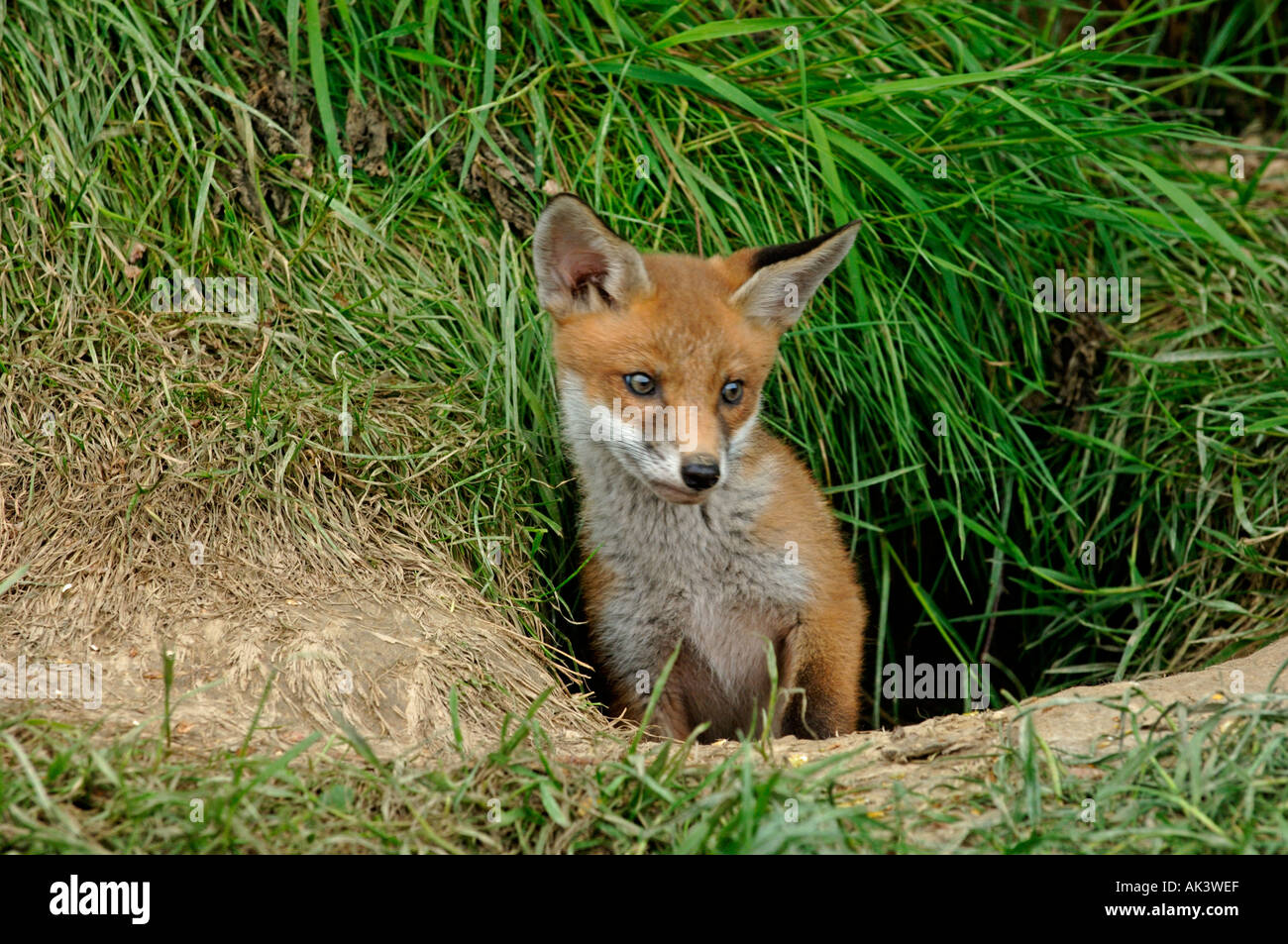Fox Vulpes vulpes cub at entrance to earth Kent April Stock Photo - Alamy