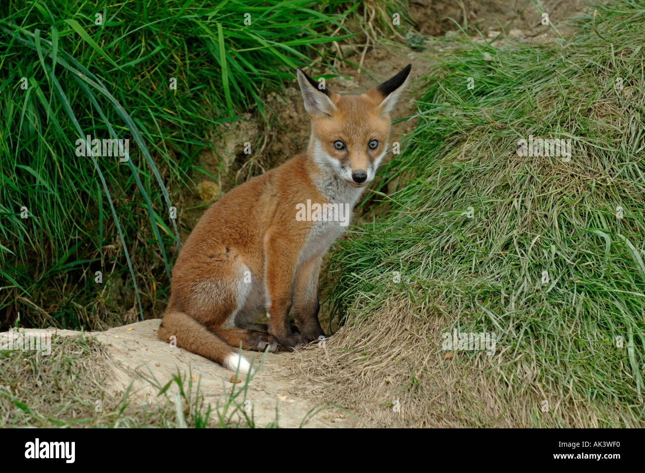 Fox cub young earth red mammal uk british wildlife hi-res stock ...