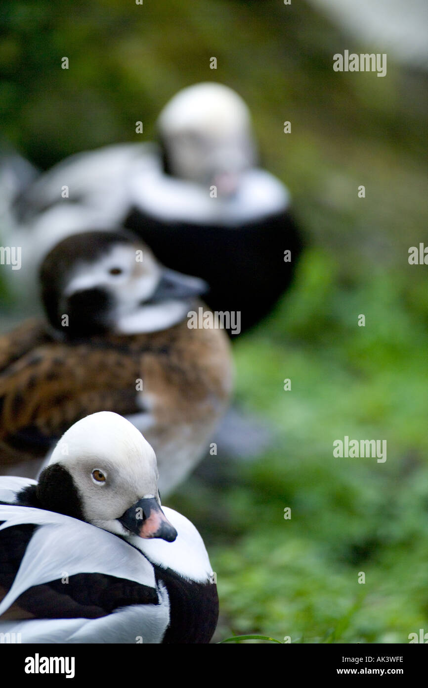 Long tailed duck winter sea uk hi-res stock photography and images - Alamy