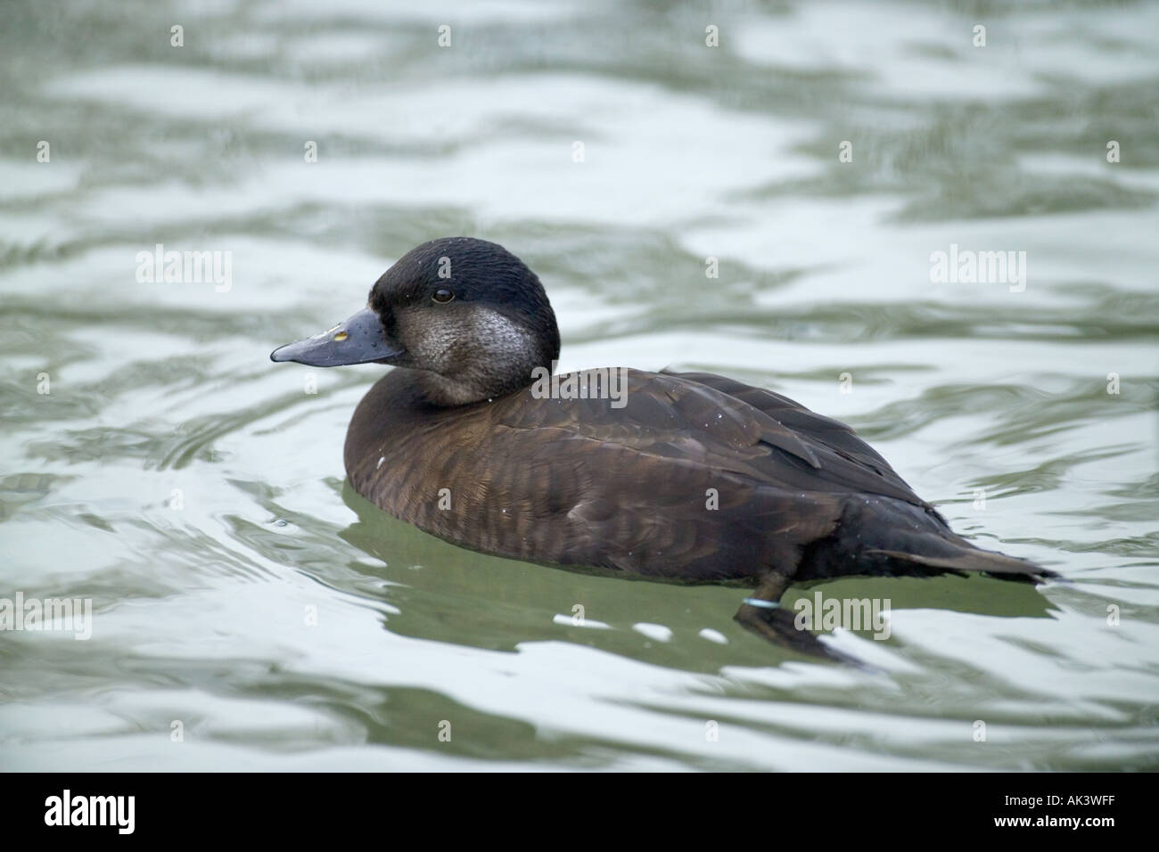 Common Scoter Melanitta nigra female Sussex winter captive Stock Photo ...