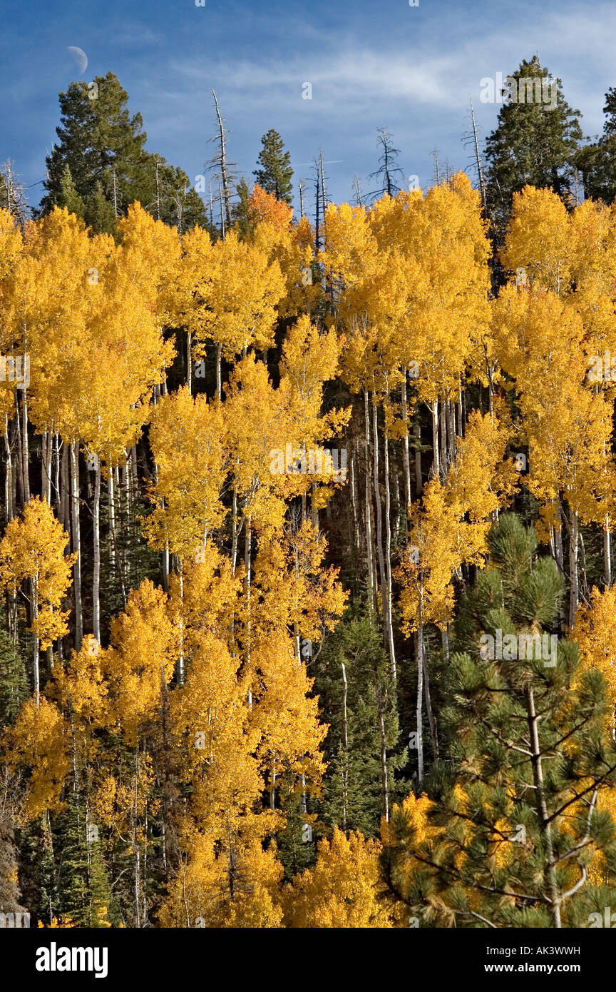 Yellow Aspen trees with white trunks in the Grand Canyon, Arizona under ...