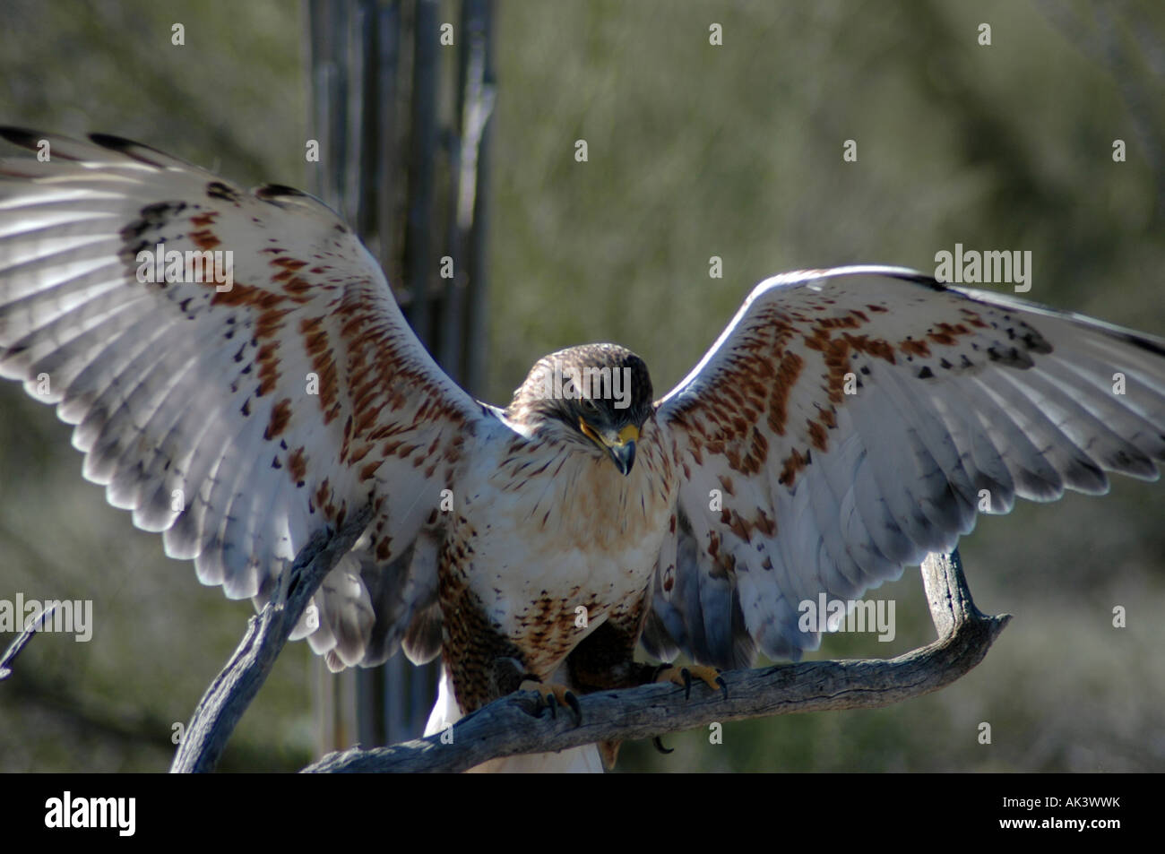 Ferruginous Hawk taking flight Stock Photo - Alamy