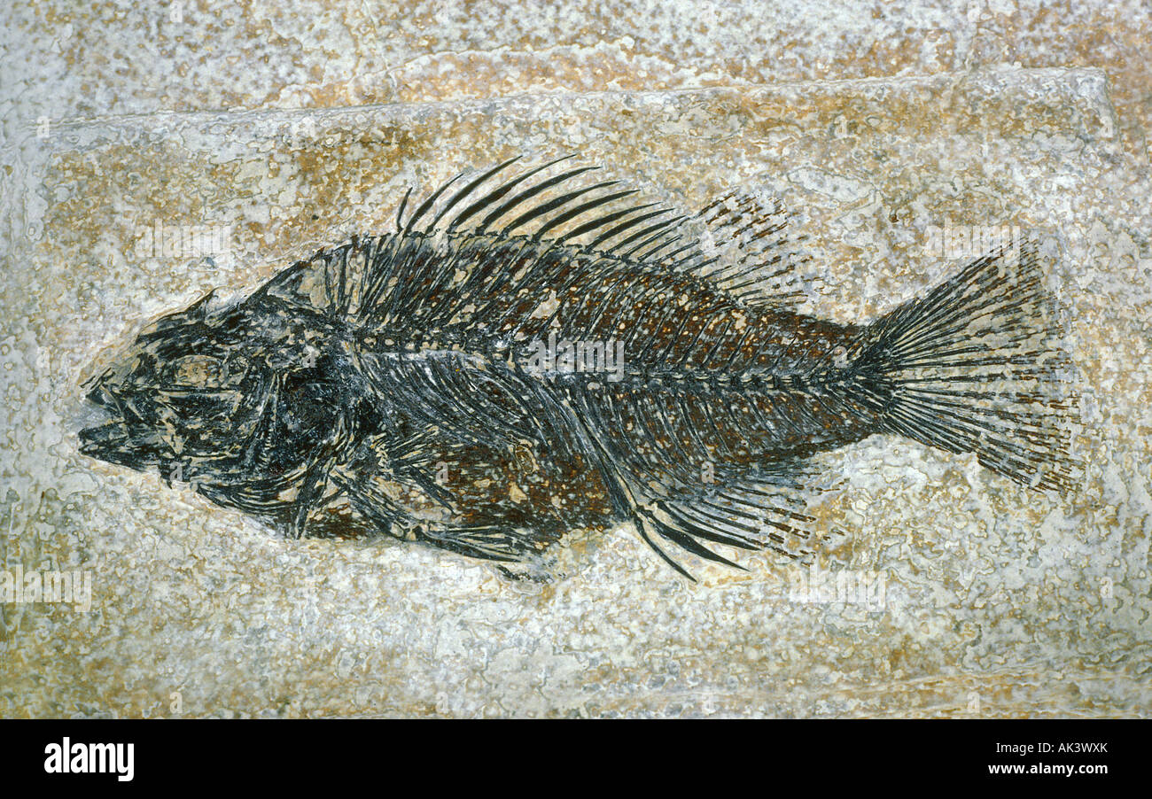 Fish fossil hi-res stock photography and images - Alamy