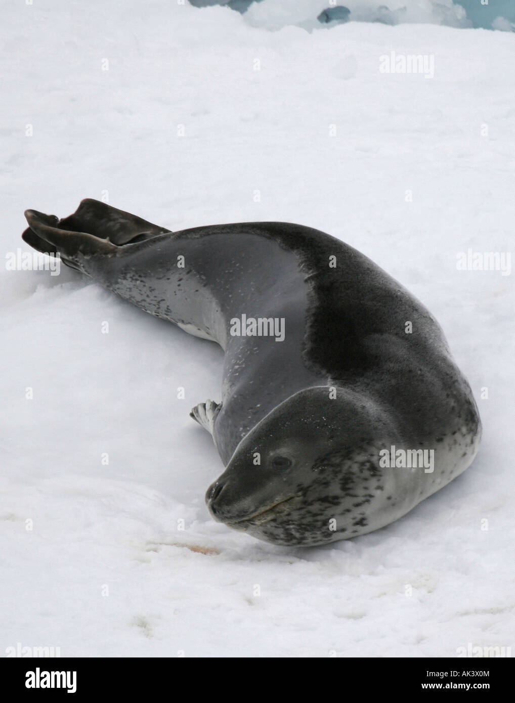Leopard seal on ice floe Antarctica Stock Photo - Alamy