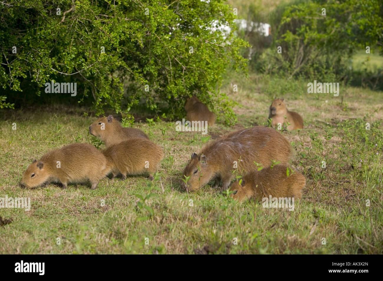 Juvenile and adult female capybara Hydrocoerus hydrochaeris grazing ...