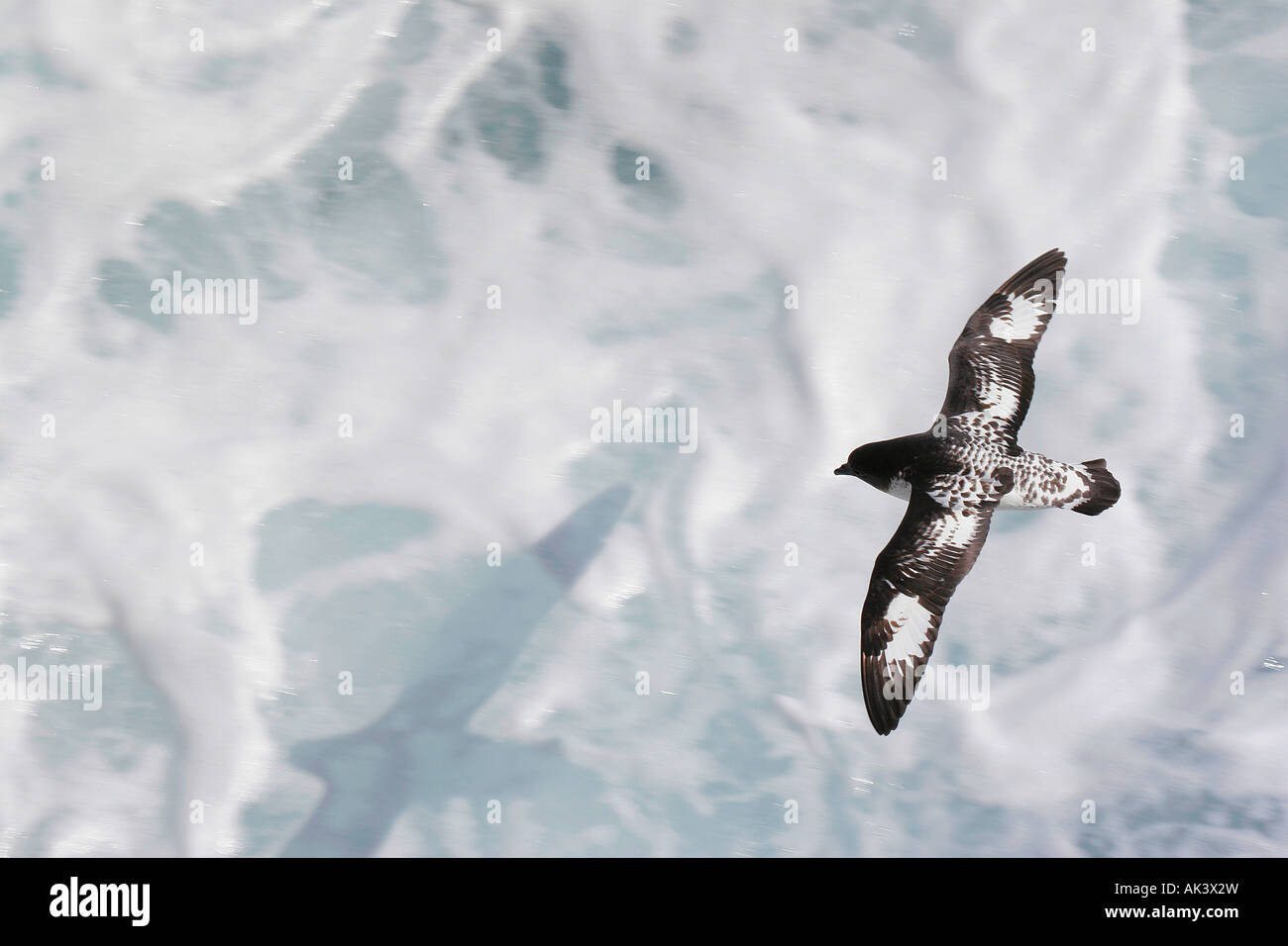 Drake passage, antarctica birds ship hi-res stock photography and ...