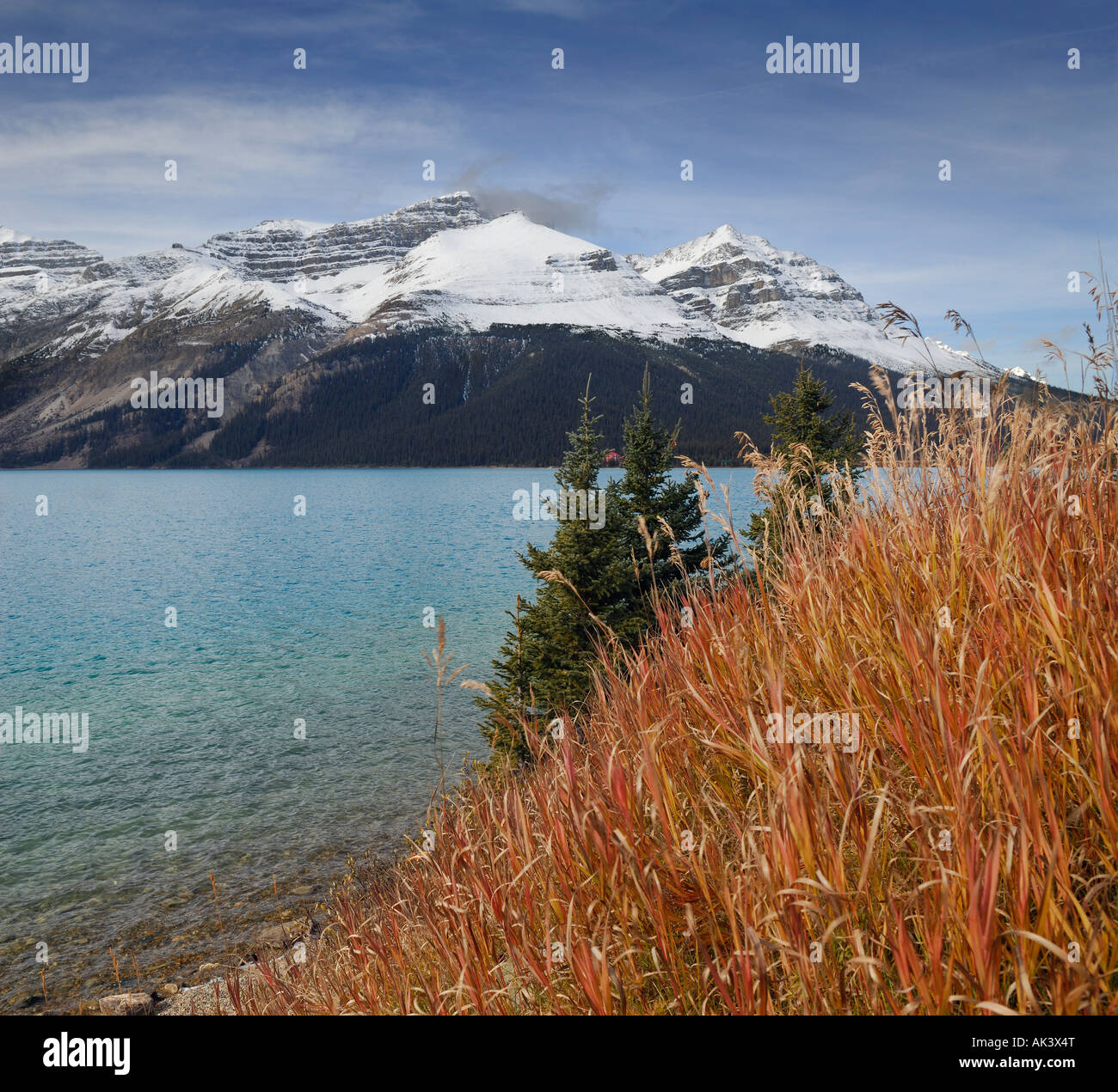 Wild red grass at Bow Lake and Num Ti Jah Lodge Stock Photo - Alamy