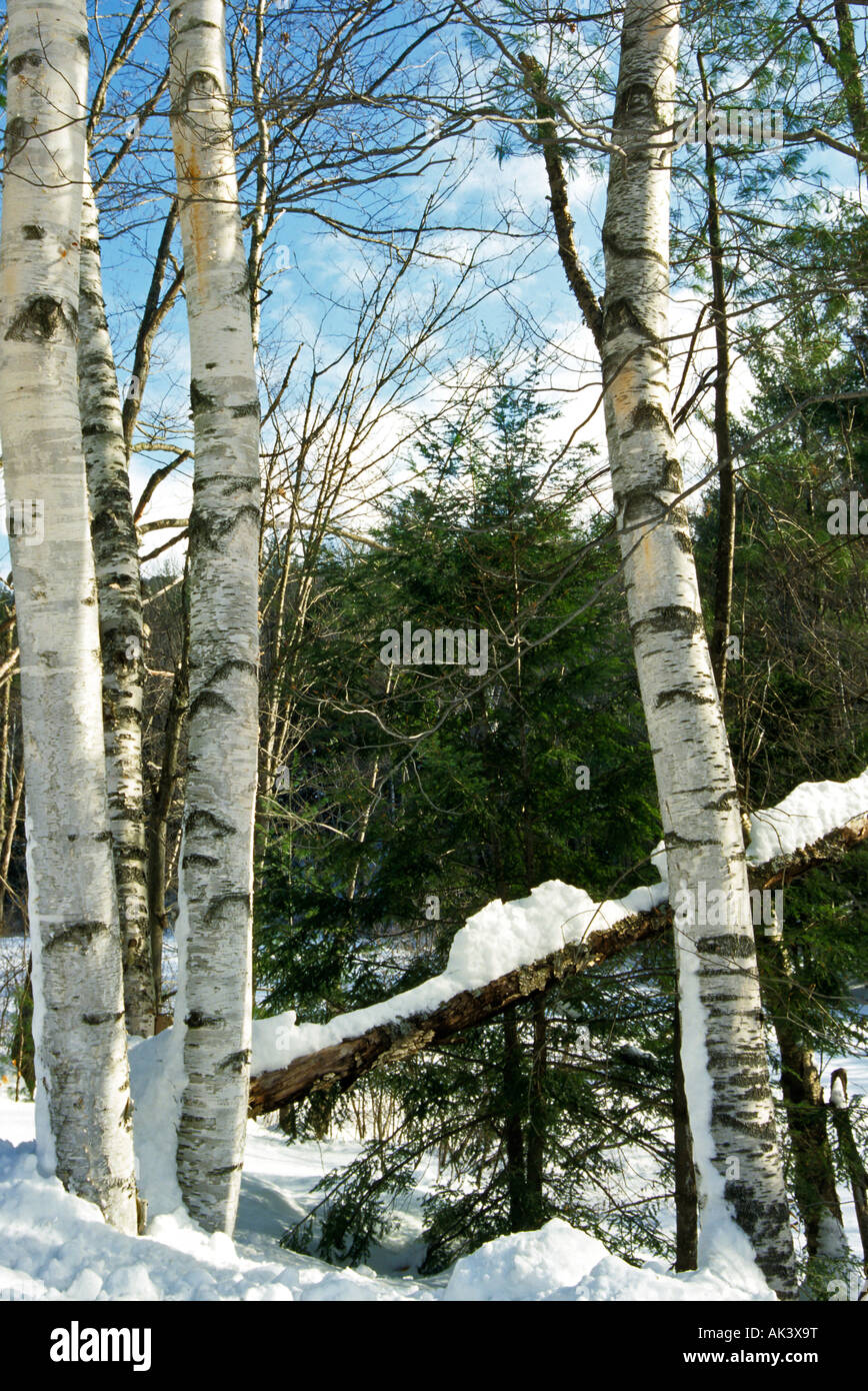 white Birch trees Stock Photo - Alamy