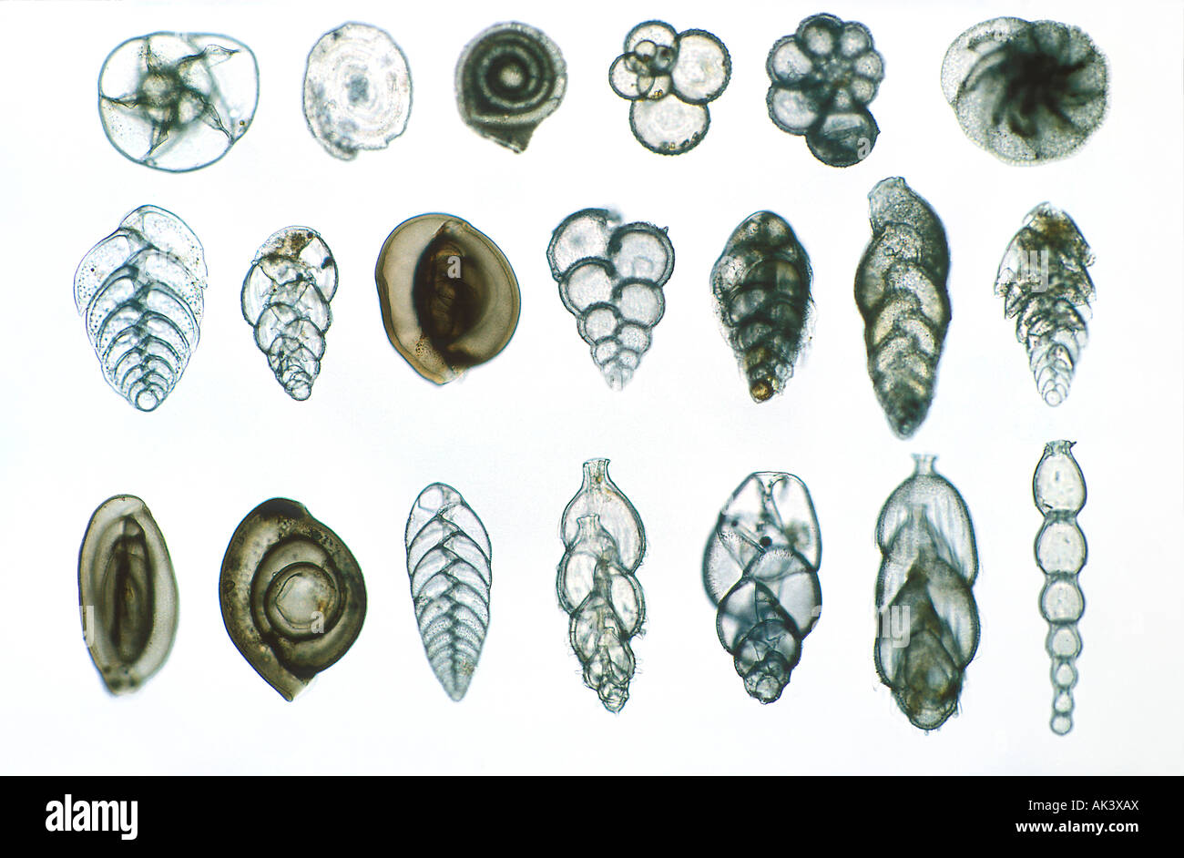 Foraminifera hi-res stock photography and images - Alamy