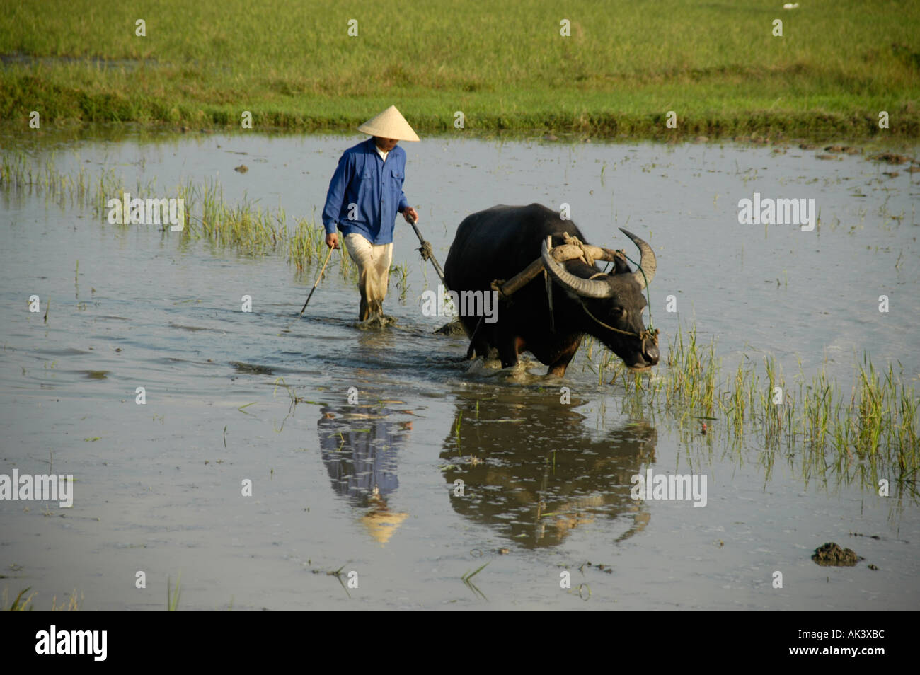 Vietnamese bull hi-res stock photography and images - Alamy