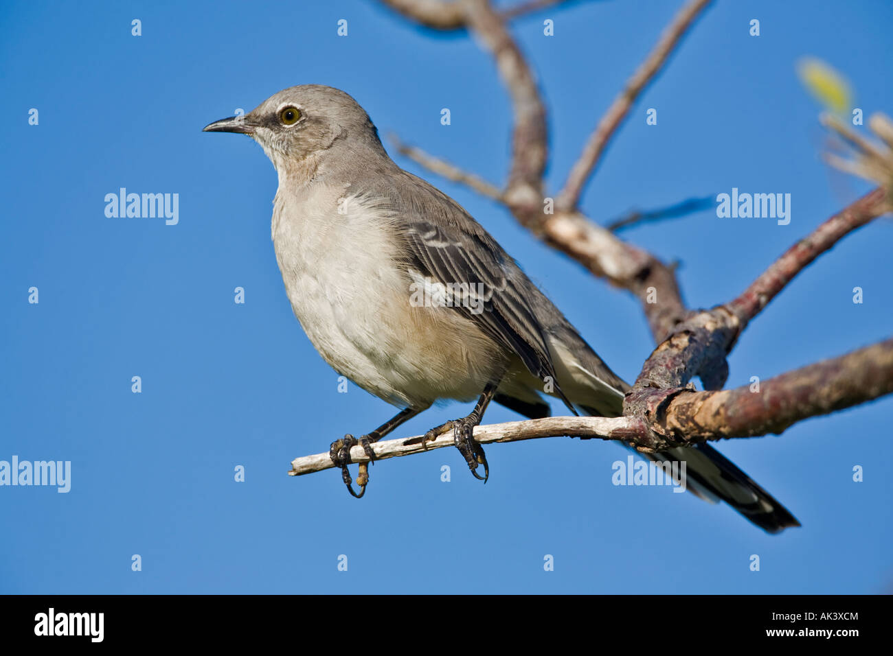 Mockingbird hi-res stock photography and images - Alamy