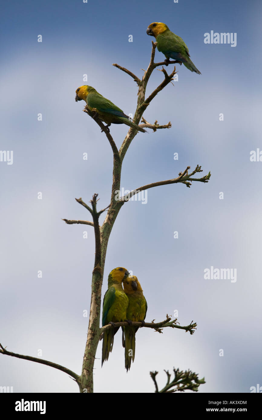 Brown throated Conure in tree Stock Photo - Alamy