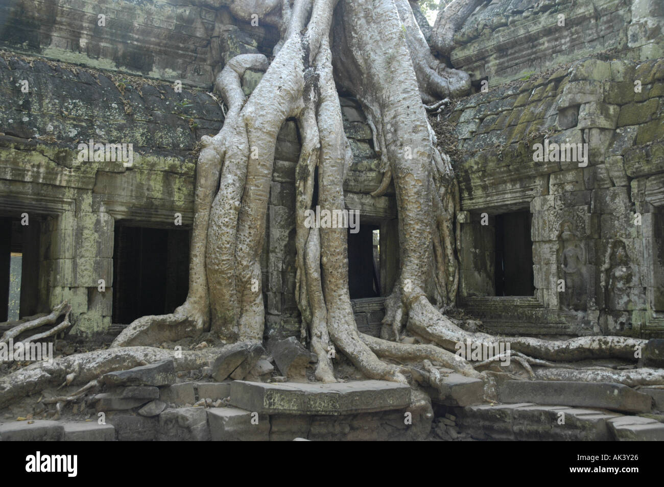 Root system architecture hi-res stock photography and images - Alamy
