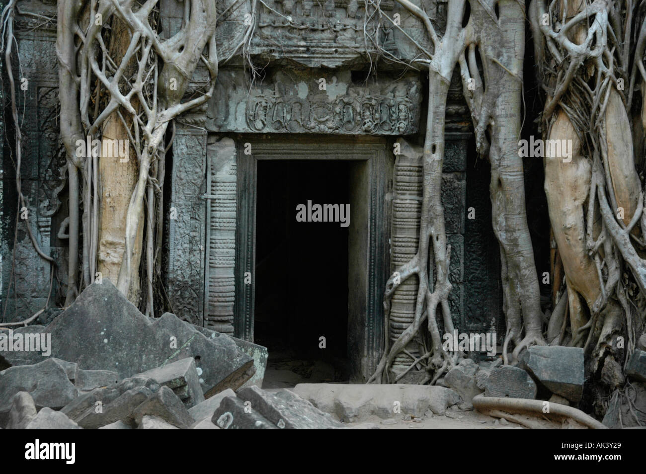 Root system architecture hi-res stock photography and images - Alamy