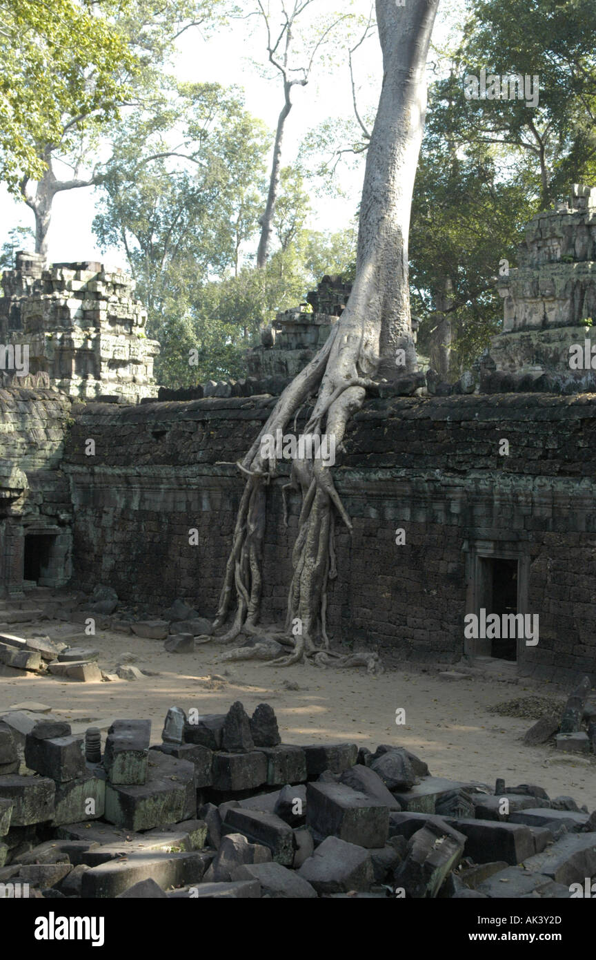 Enormous roots of a big fig tree growing down from a wall of temple Ta ...