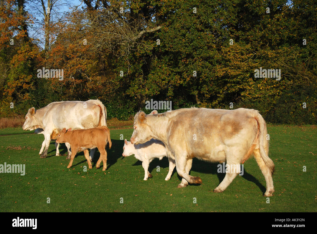 Free roaming Charolais cow and calves, New Forest, Hampshire, England ...