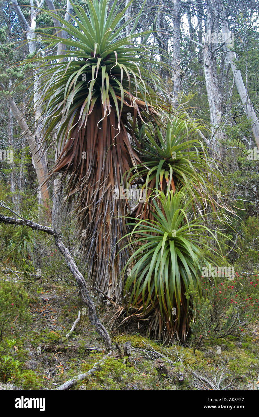 pandanus tree Richea pandanifolia on Overland Track in Cradle Mountain ...