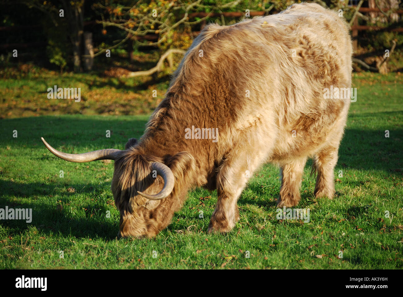 Free roaming Aberdeen Angus Bull, New Forest, Hampshire, England ...