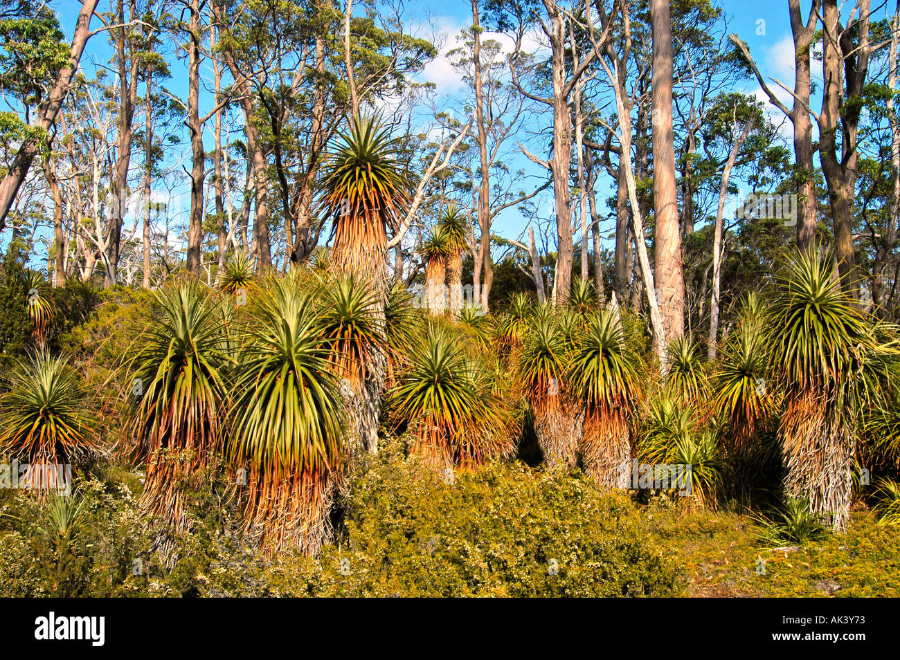 pandanus trees Richea pandanifolia in wood on Overland Track in Cradle ...