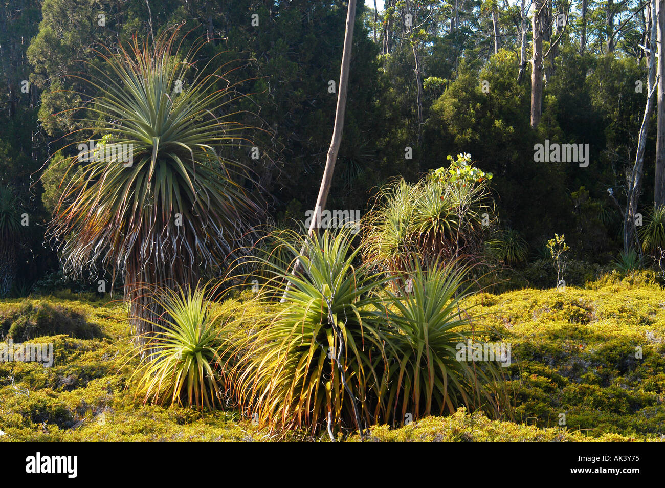pandanus trees Richea pandanifolia in wood on Overland Track in Cradle ...