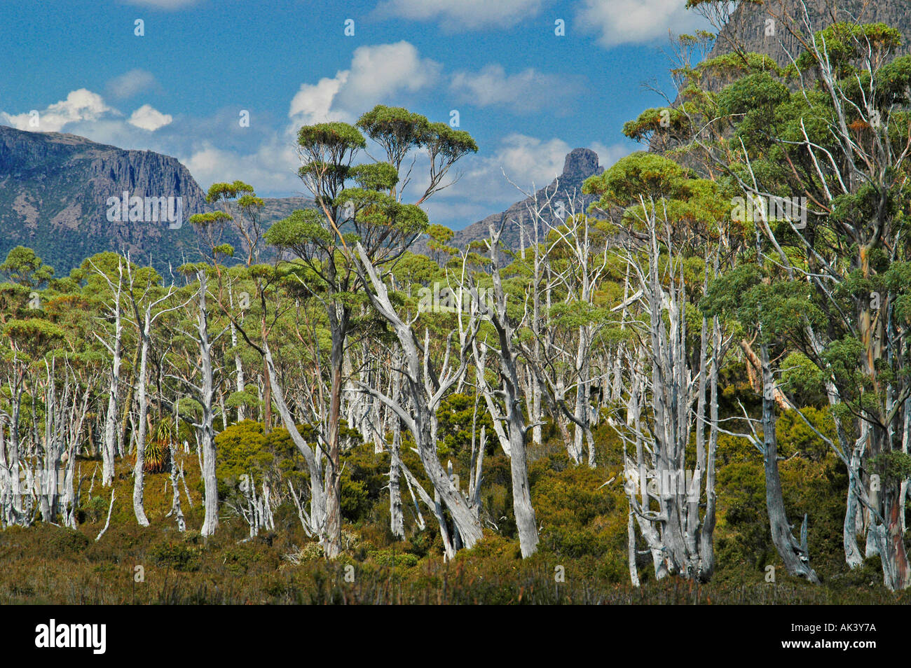 Mt Ossa High Resolution Stock Photography and Images - Alamy