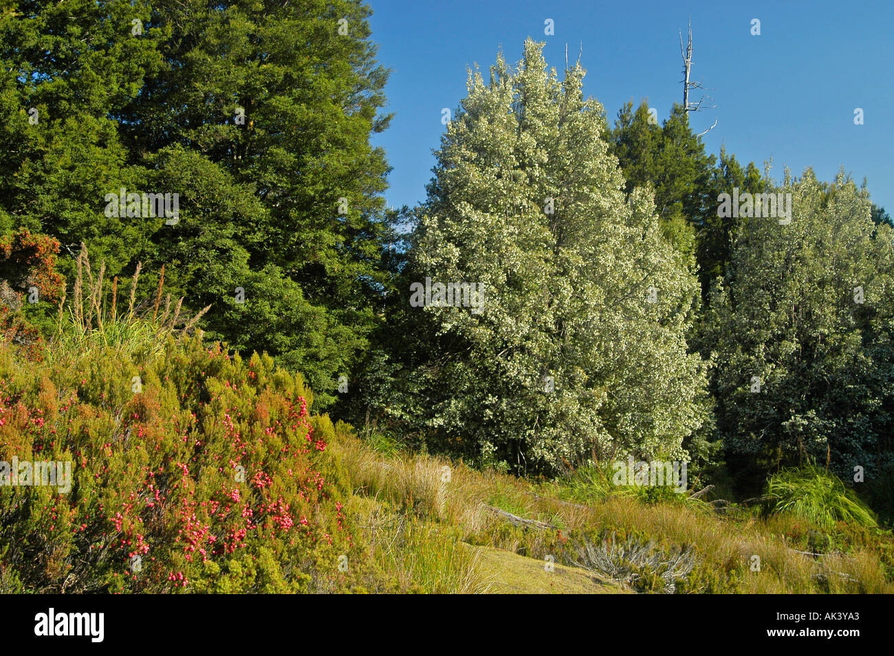 leatherwood trees Eucryphia lucida on Overland Track in Cradle Mountain ...