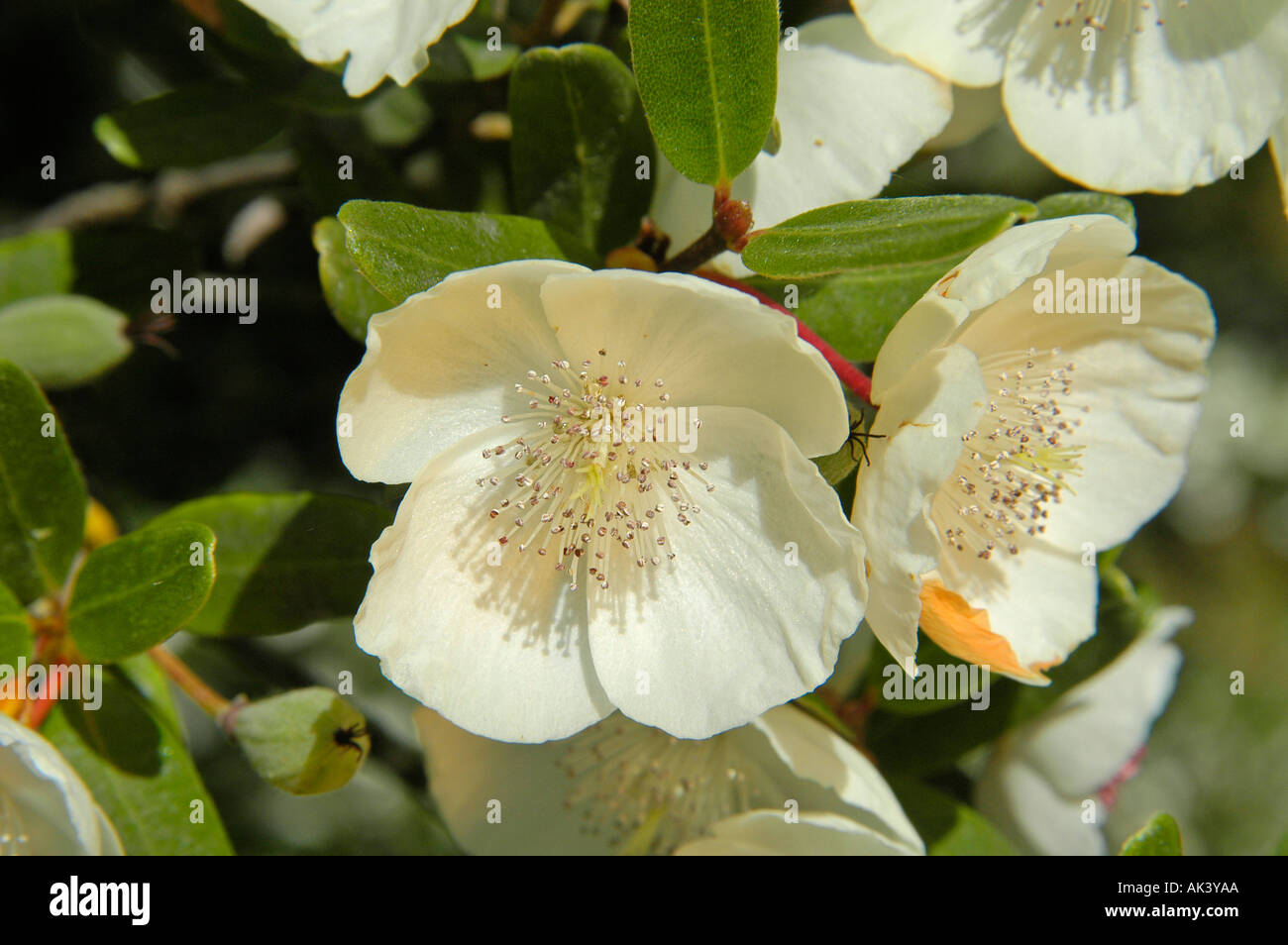 flowers of leatherwood trees Eucryphia lucida on Overland Track in ...