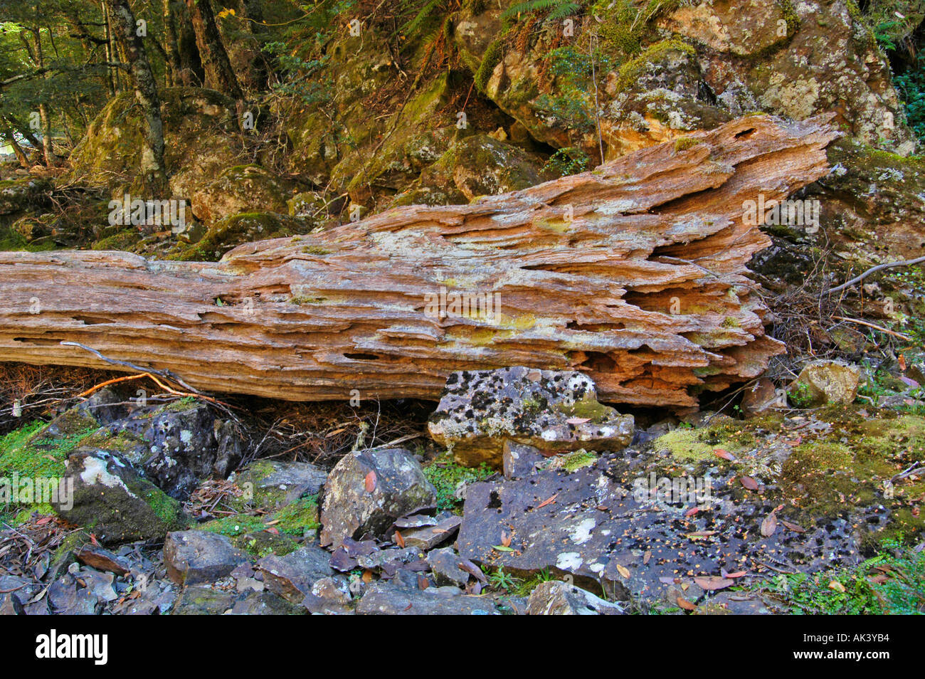 washed out tree trunk at Fergusson falls near Overland Track in Cradle ...